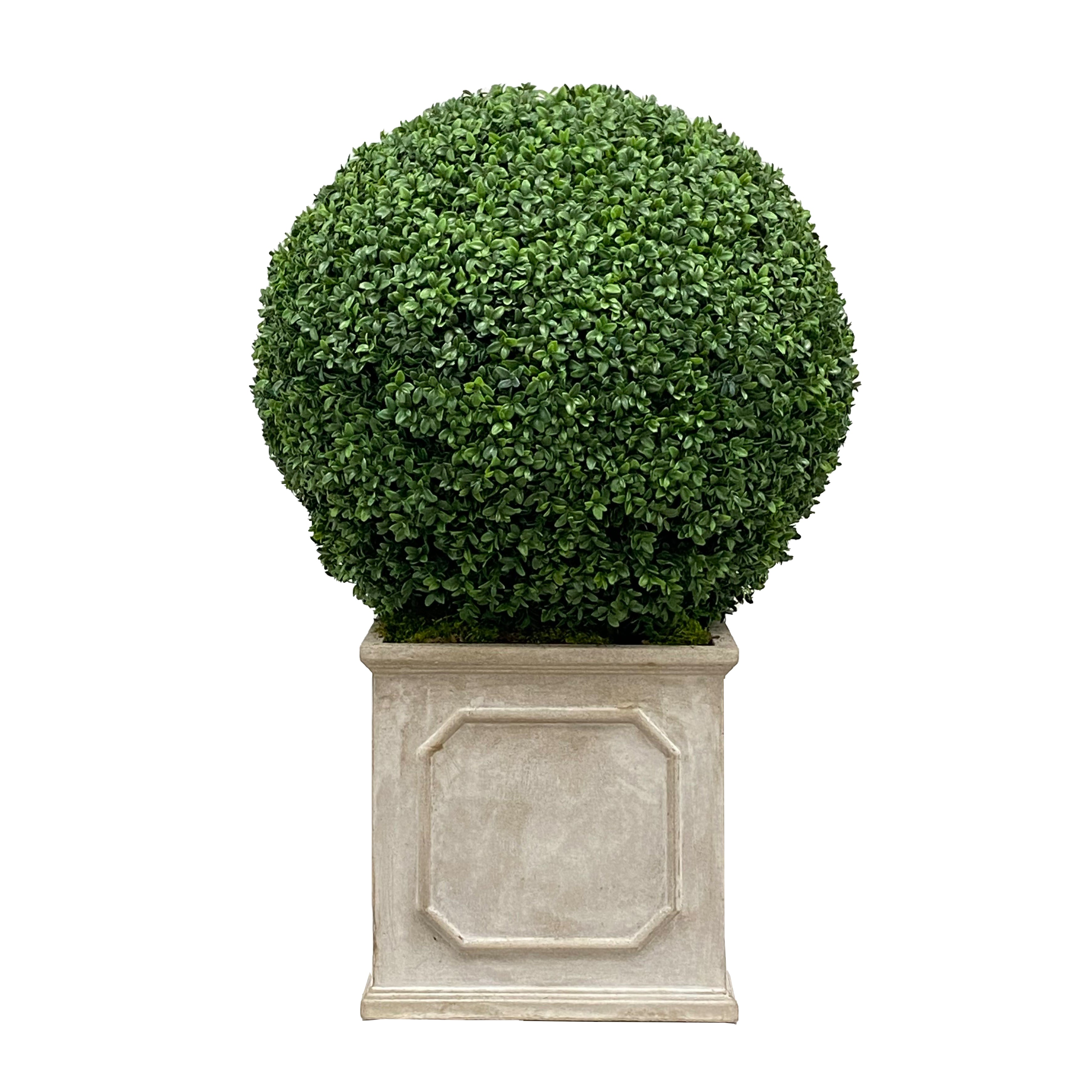 Realistic Faux 24" Boxwood in Planter | Winward Home