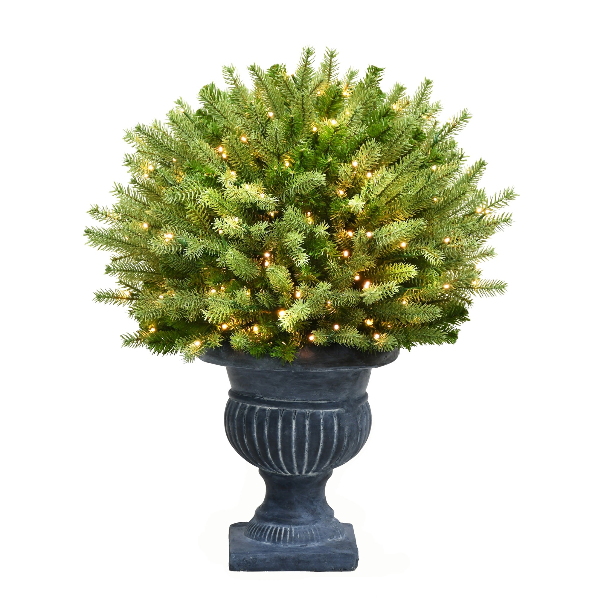 2 ft. Deluxe Potted Round St. Catherine Tabletop Christmas Tree ...