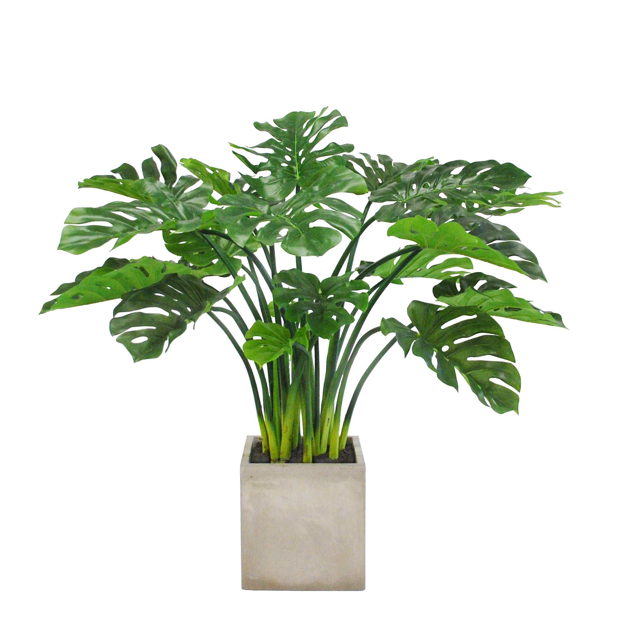 SPLIT LEAF PHILO PLANTER 3.7' | Winward Home
