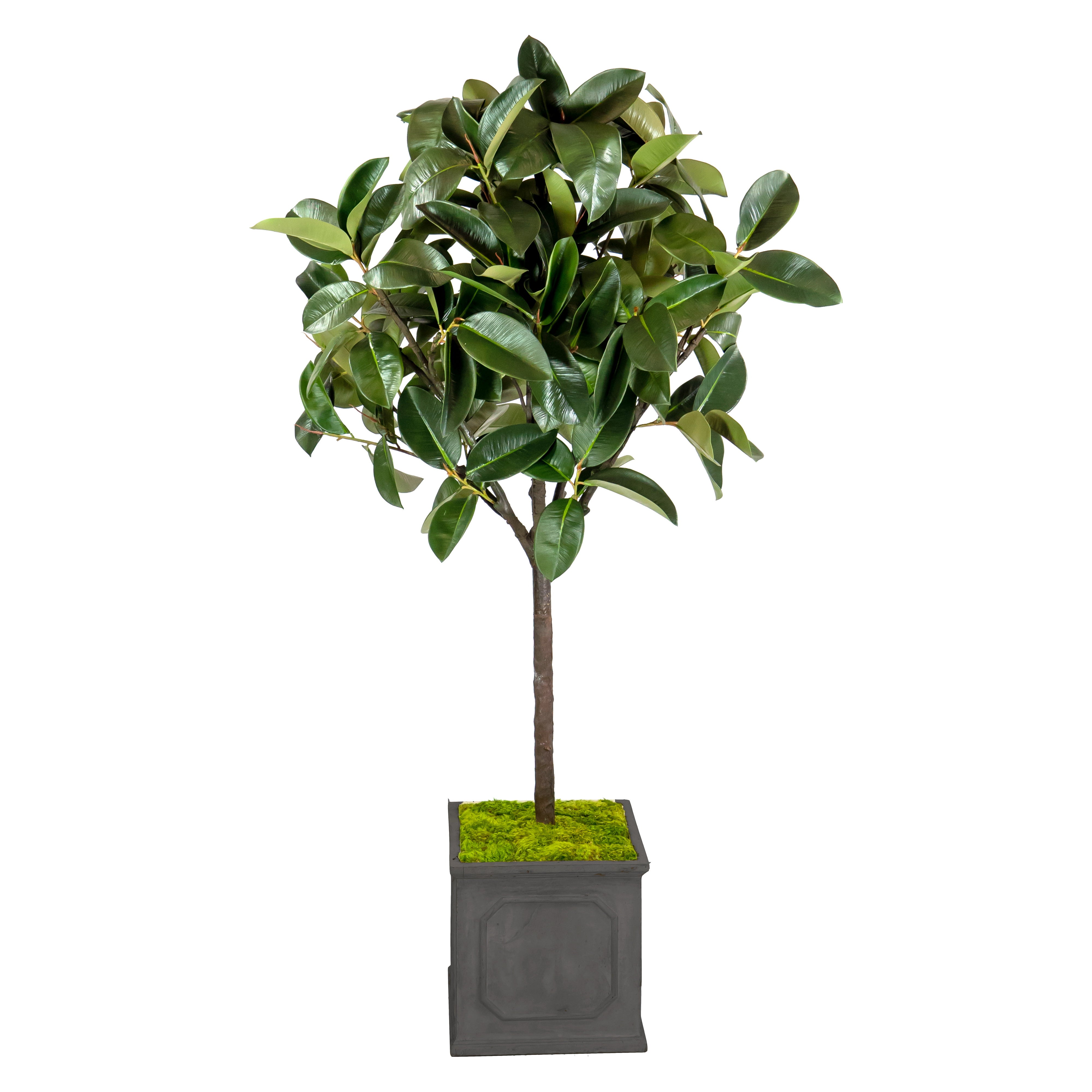 Rubber Tree in Planter 6' | Winward Home